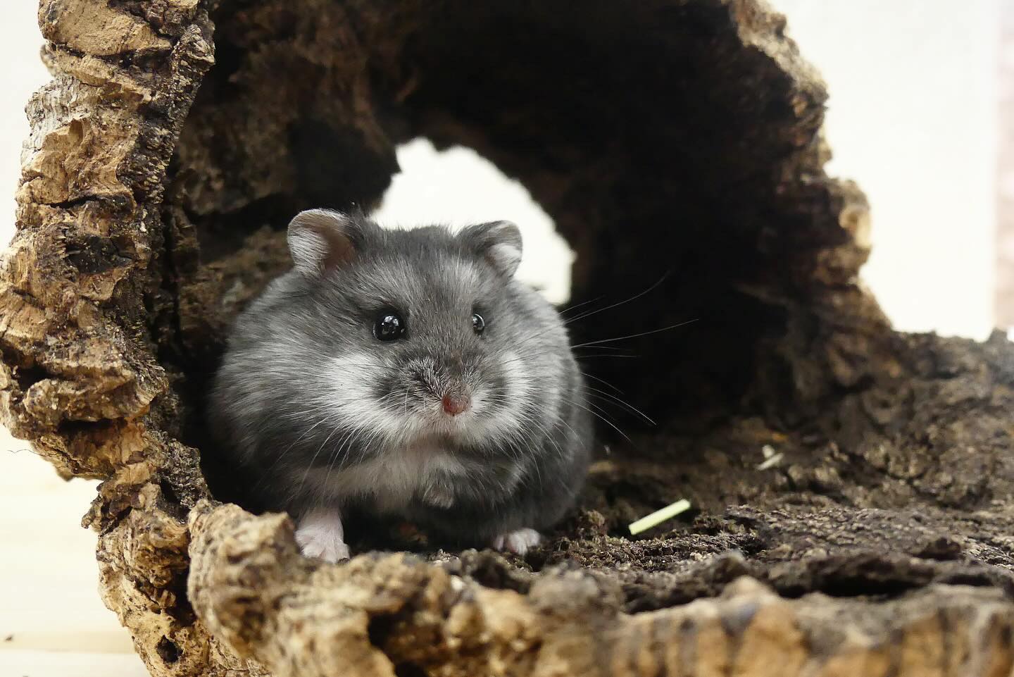 Accessoires pour Hamsters - Confort et Bien-être | Zooptimal